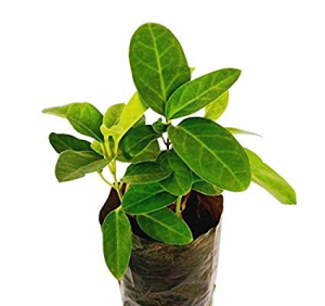 How in Respiratory Tract Infection Dambel Plant Works? - Planet Ayurveda