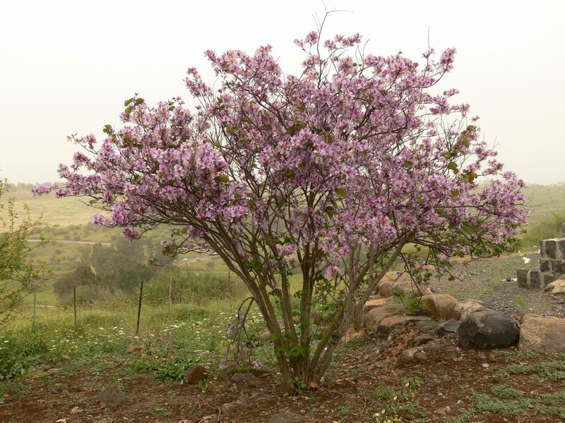 Bauhinia Variegata: A Therapeutic Herb (कांचनार एक औषधीय वनस्पति)