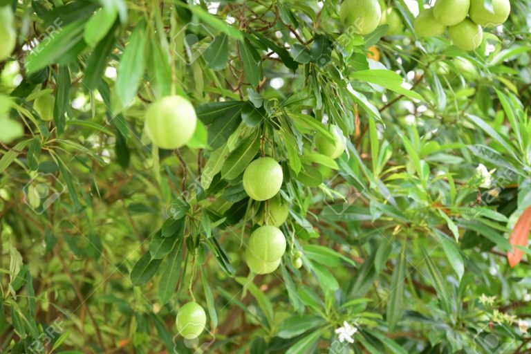 What are the therapeutic properties of Bilwa? - Planet Ayurveda