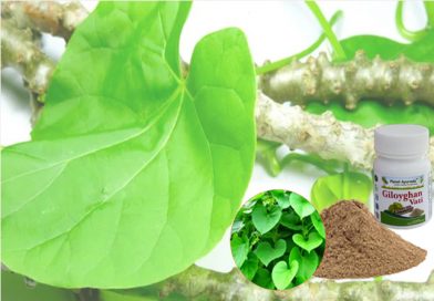 Giloy Ghan Vati v/s Giloy Powder - Health Benefits and Uses