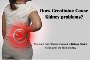 Creatinine Levels And Their High Effects On Kidney Function